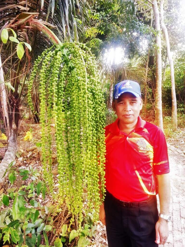 Buah Kabong Enak, Tapi Popular Bermusim - Malaysiaaktif