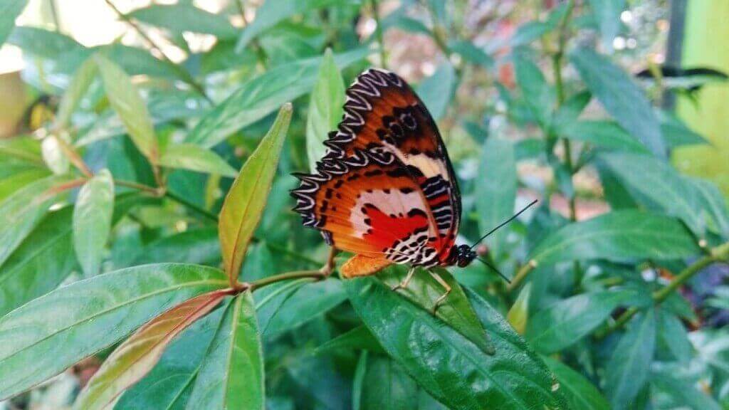 'Gua Tarantula' Tarikan Baharu Di Melaka - Malaysiaaktif