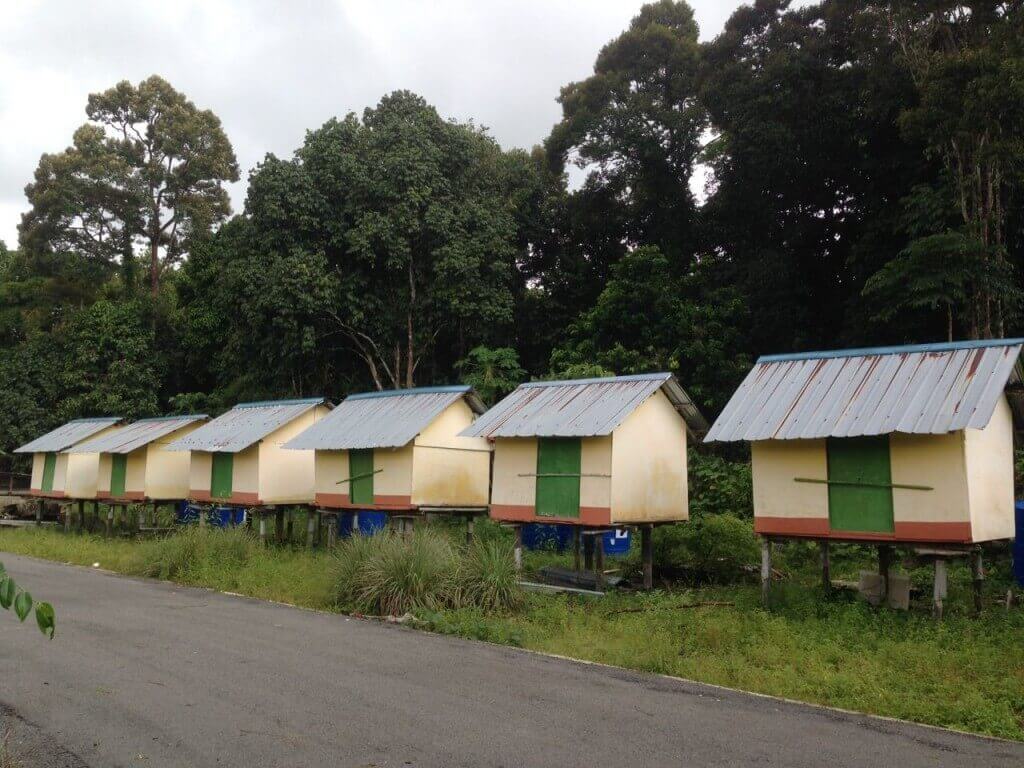 Rumah Panjang Kg Pueh 142 Tahun Masih Utuh - Malaysiaaktif