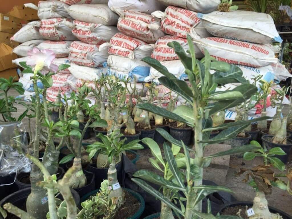 Pencinta Bunga Anggap Hobi Sebagai Rezeki Keluarga - Malaysiaaktif