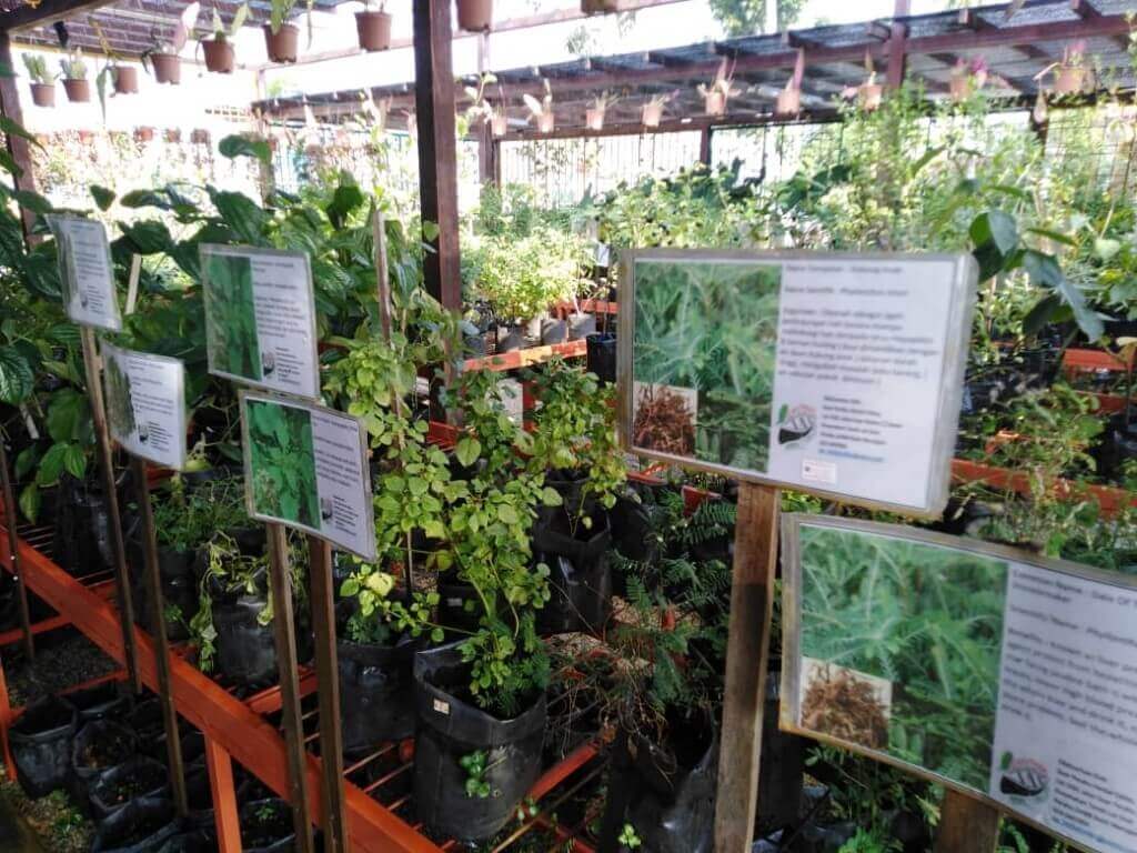 Konservasi Tumbuhan Herba Alternatif Perubatan Moden - Malaysiaaktif