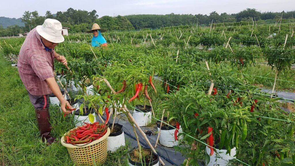 Projek Agroekonomi Desa Alam Shah Pasir Puteh Mengubah Kehidupan ...