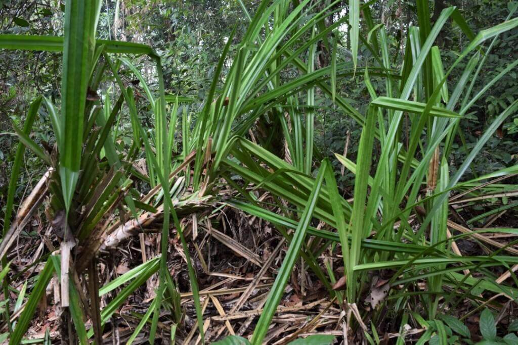 Tikar Mengkuang Anyaman Tangan Masih Dikekalkan - Malaysiaaktif