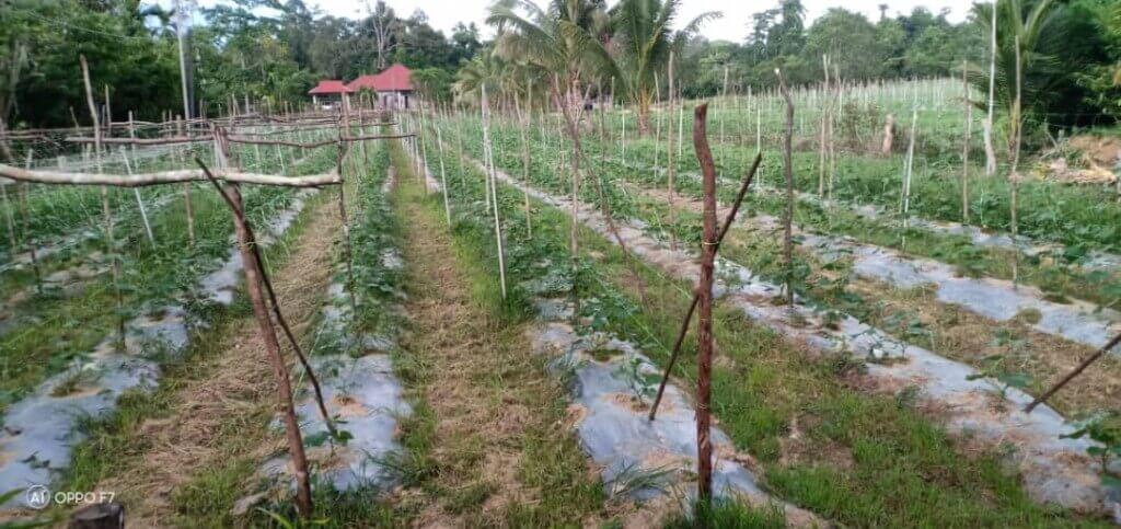 PPPNP Peruntuk RM64.8 Juta Bagi Skim Usahawan Agrotani - Malaysiaaktif