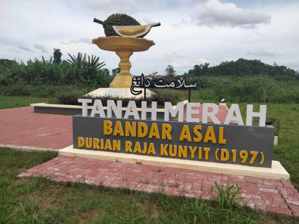 Musang King Berasal Dari Tanah Merah - Malaysiaaktif