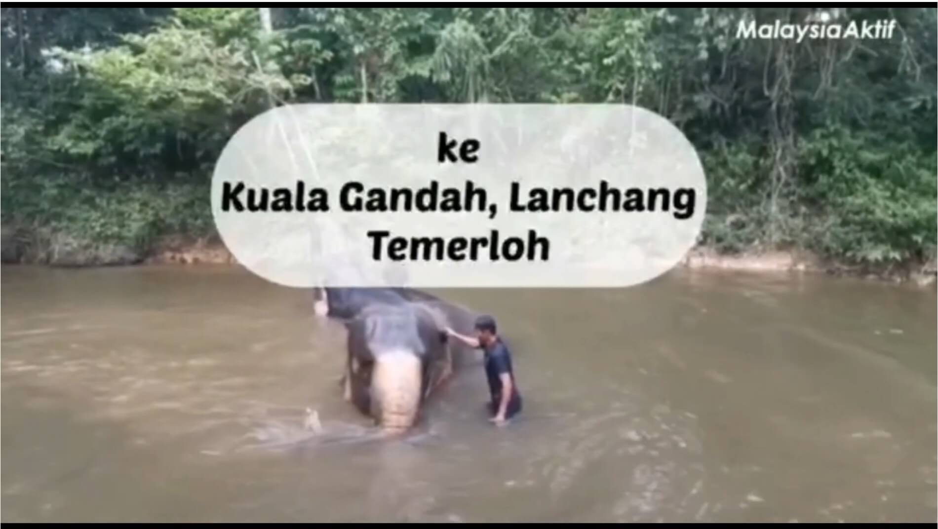 Pusat Konservasi Gajah Kebangsaan Kuala Gandah, Pahang - Malaysiaaktif