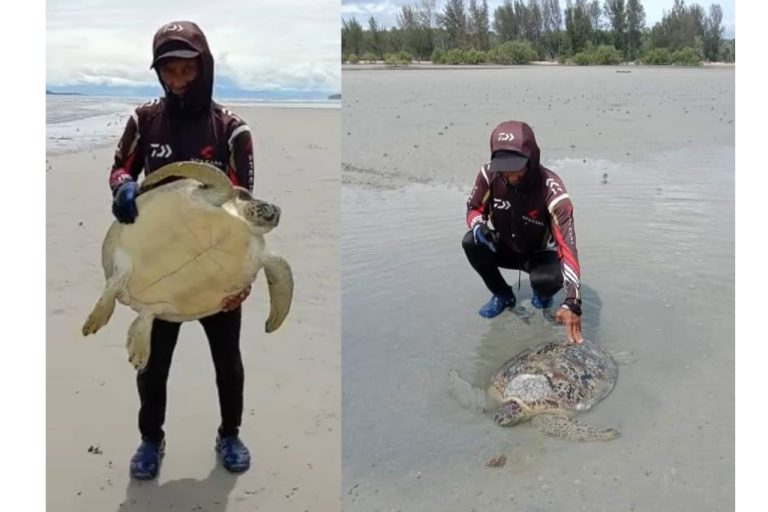 Pemancing Selamatkan Penyu Terkandas Di Pantai Tanjung Aru Nelayan ...