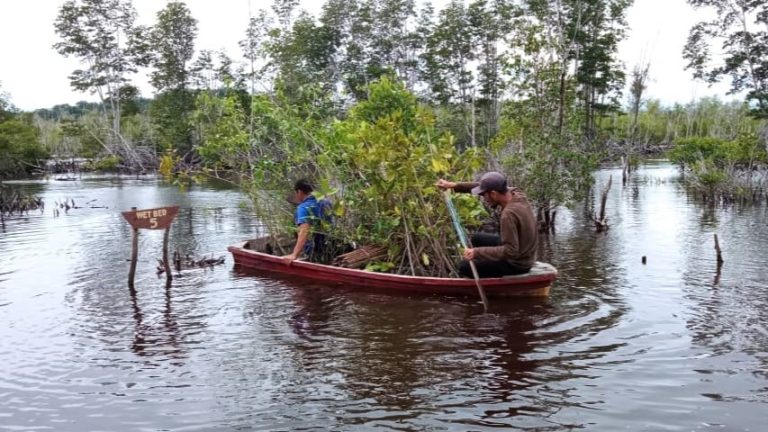 Penanaman Pokok Bakau Giat Dilakukan Di Sulaman - Malaysiaaktif