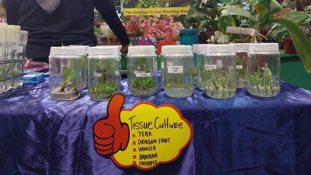 Tisu Kultur Alternatif Moden Bibit Tanaman - Malaysiaaktif