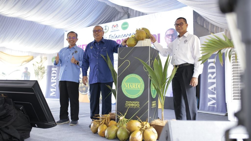 MARDI Lancar Kelapa Hibrid Terbaru - Malaysiaaktif