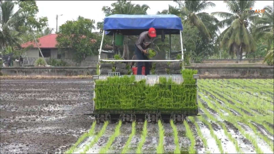 Subsidi Harga Padi Naik, Khabar Gembira Buat Pesawah - Malaysiaaktif
