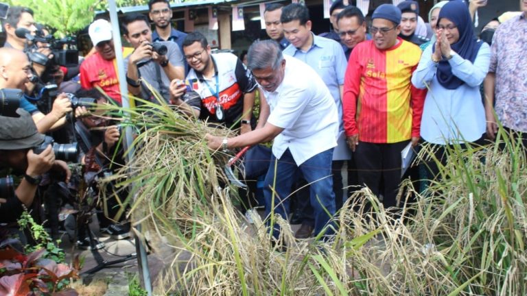 Isu Bekalan Beras Tempatan Semakin Reda - Malaysiaaktif
