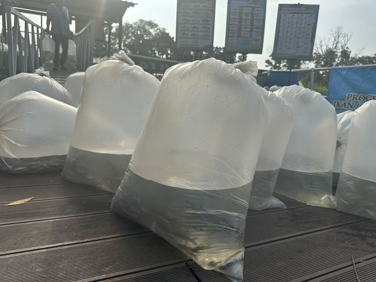 Pelepasan 50,600 Benih Ikan Ke Sungai Perak Tingkat Sumber Perikanan ...