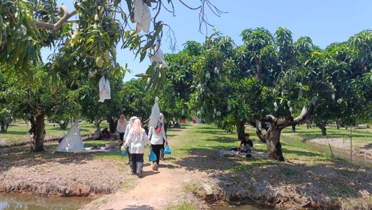 Pesta Mempelam Kedah 2024 Perkenalkan Pusat Teknologi Mempelam ...