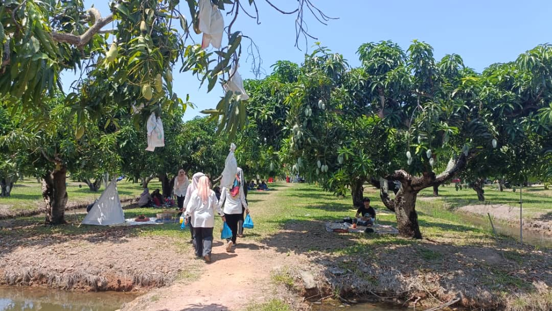 Pesta Mempelam Kedah 2024 Perkenalkan Pusat Teknologi Mempelam ...