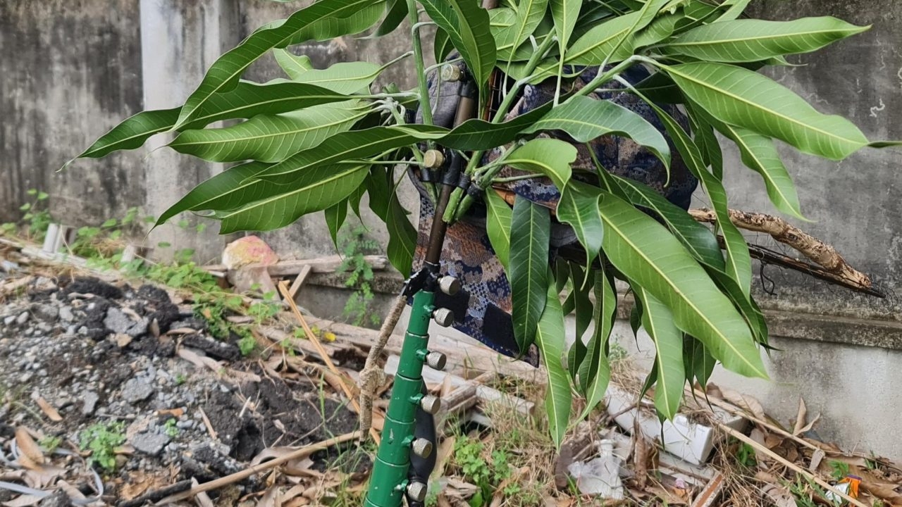 Jebak Peneman Setia Pemikat Burung - Malaysiaaktif