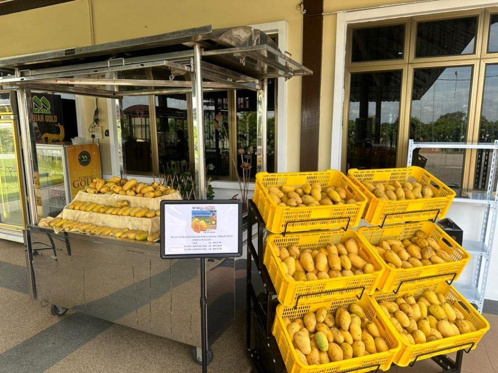 Mempelam Chok Anan Tobiar Gold Setanding Harum Manis - Malaysiaaktif