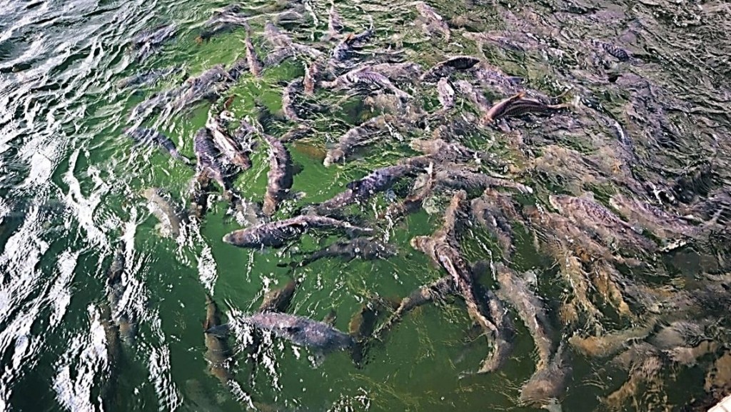 Borneo Empurau Farm Resort Tawar Lokasi Riadah Baharu - Malaysiaaktif