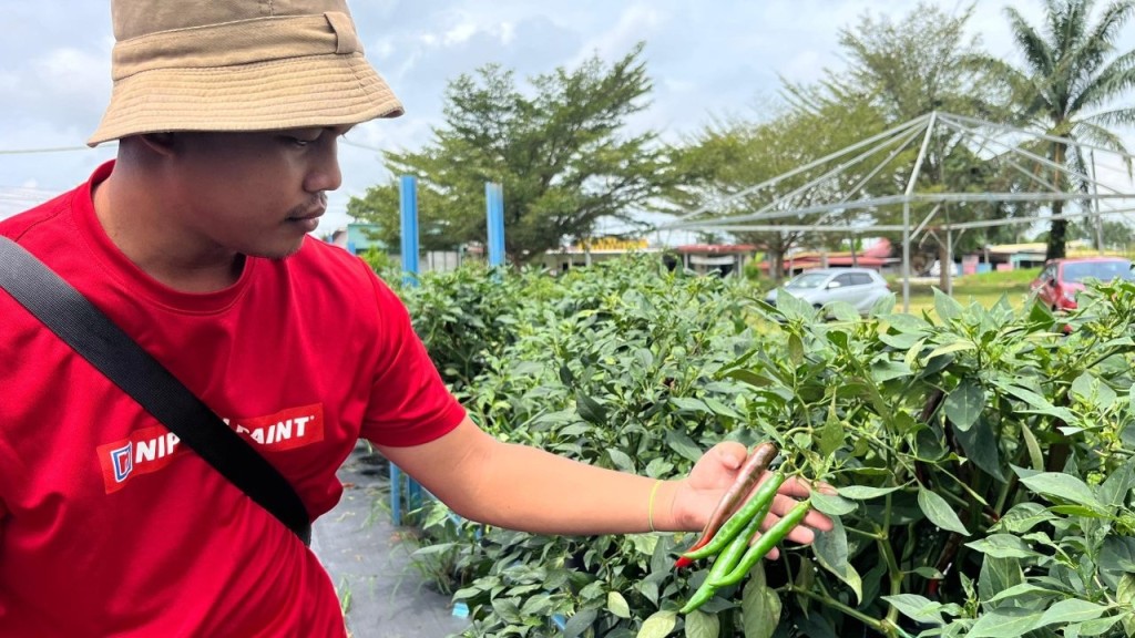 Cili Fertigasi Jadi Model Produk Kampung - Malaysiaaktif