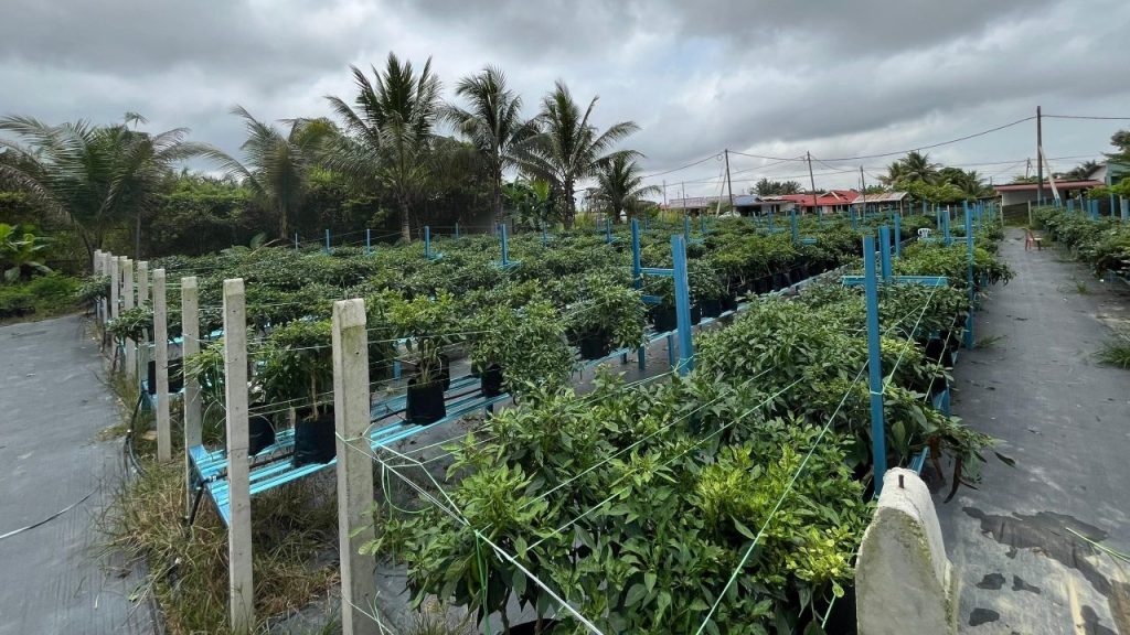 Cili Fertigasi Jadi Model Produk Kampung - Malaysiaaktif