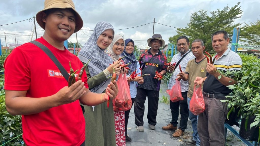 Cili Fertigasi Jadi Model Produk Kampung - Malaysiaaktif