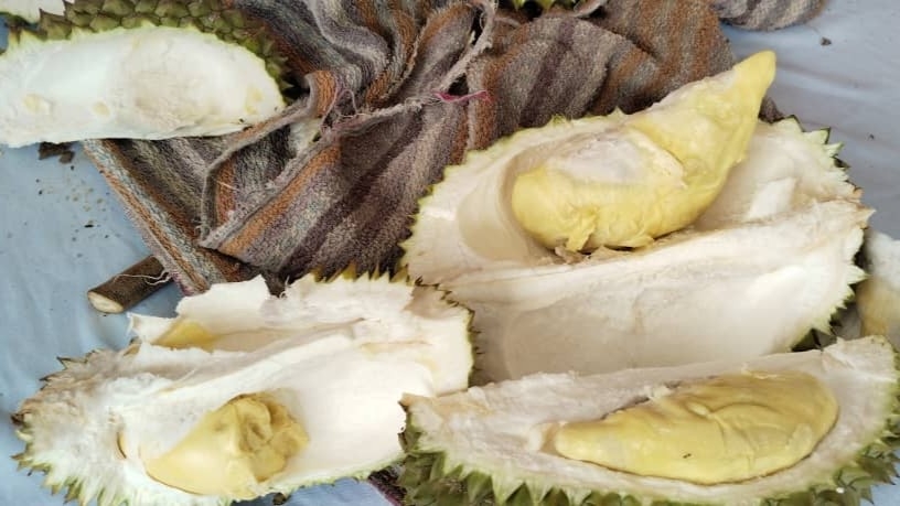 Durian Kampung Tarik Minat, Pekebun Berlumba Pamer Isi Terbaik ...