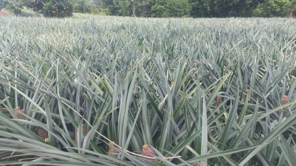 Usahawan Buah Nanas MD2 Changlun Tembusi Pasaran Premium - Malaysiaaktif