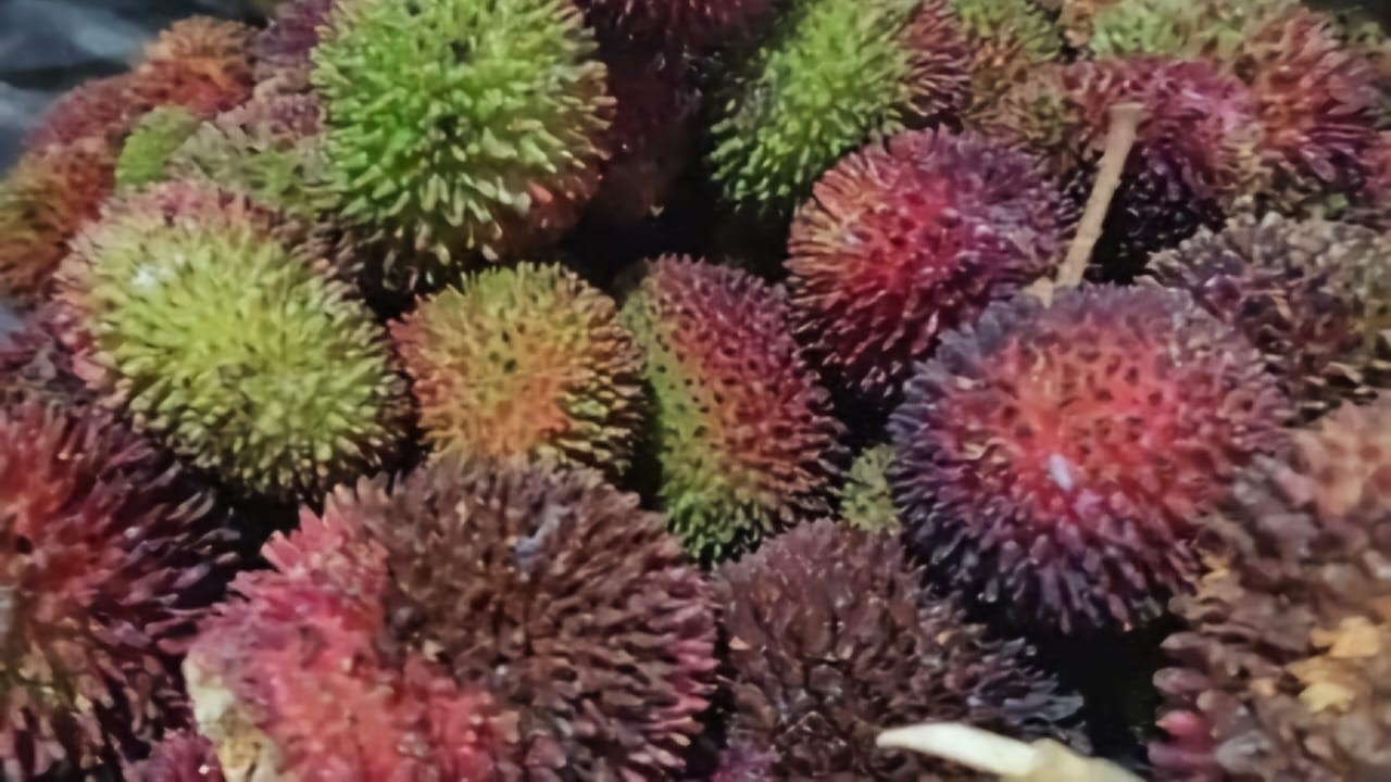 Pulasan: Rambutan Botak Pilihan Peminat Buah-Buahan Tropika - Malaysiaaktif