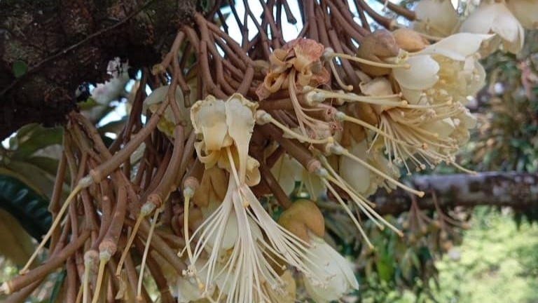 Musim Bunga Durian: Rezeki Tambahan Penduduk Serian - Malaysiaaktif