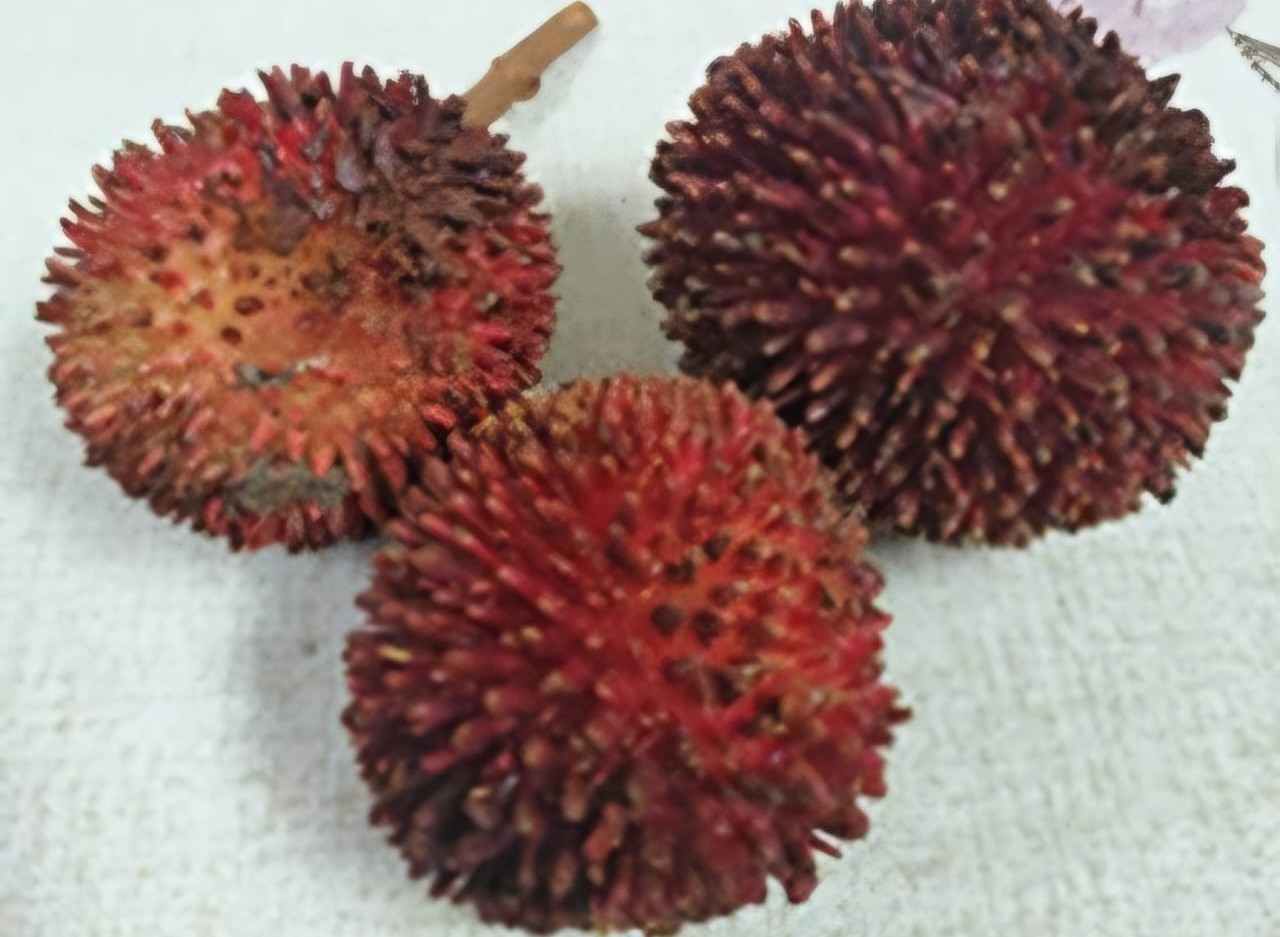 Pulasan: Rambutan Botak Pilihan Peminat Buah-Buahan Tropika - Malaysiaaktif