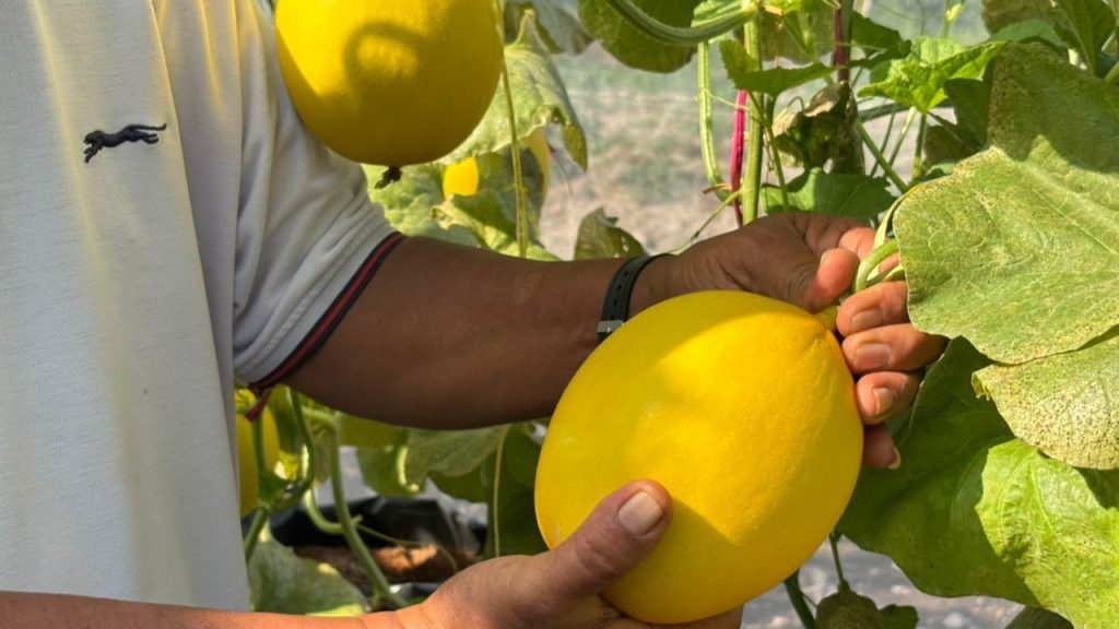 Golden Melon Kampung Sejagop: Emas Manis Pertanian Moden - Malaysiaaktif