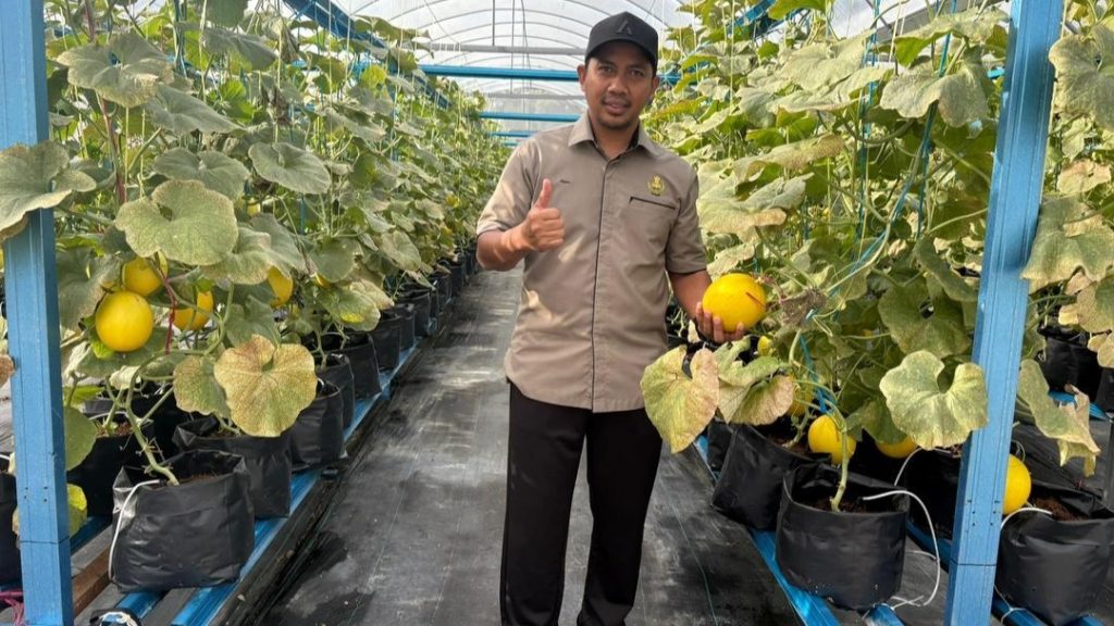 Golden Melon Kampung Sejagop: Emas Manis Pertanian Moden - Malaysiaaktif